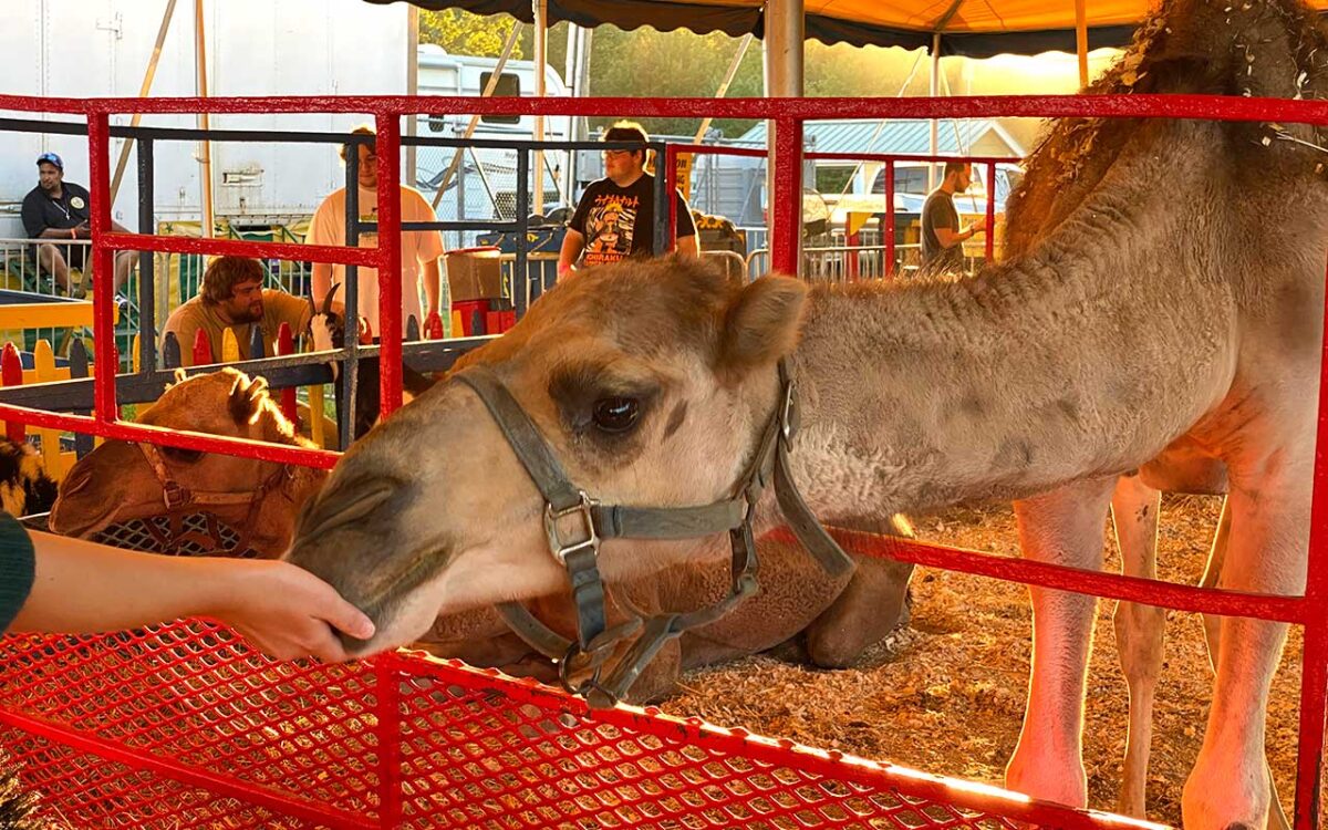 Sunday – Columbia County Fair