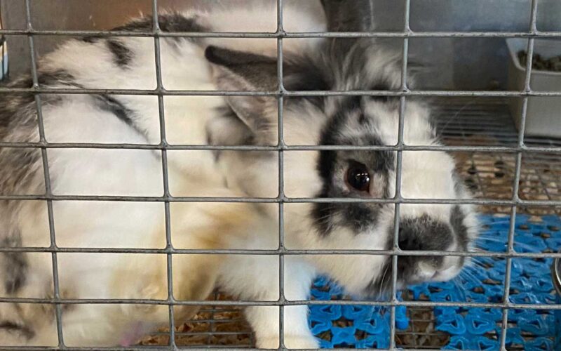 Wednesday – Columbia County Fair